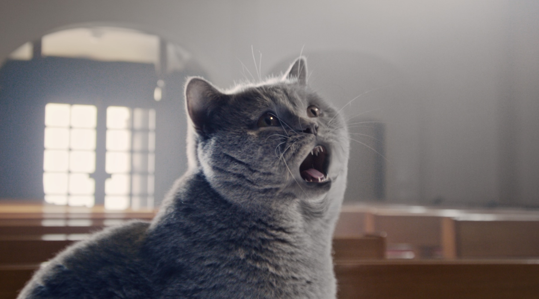 Mjau | Goodbye Kansas Studios