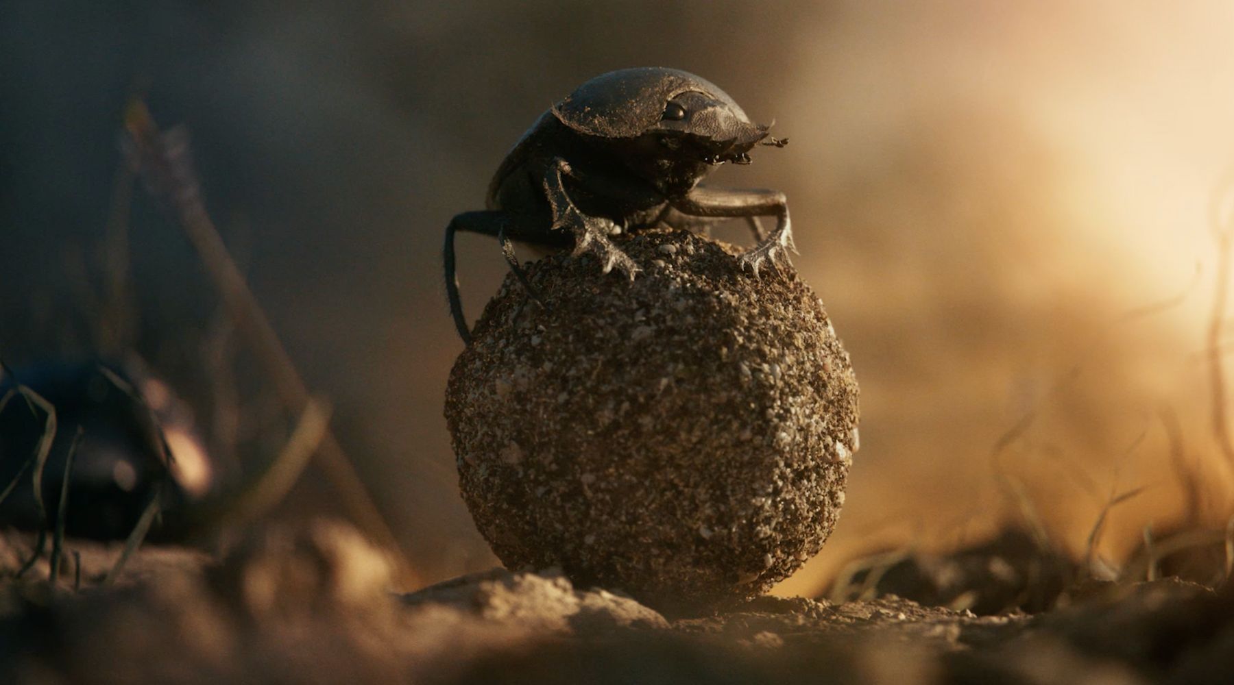 Reel: Creatures | Goodbye Kansas Studios